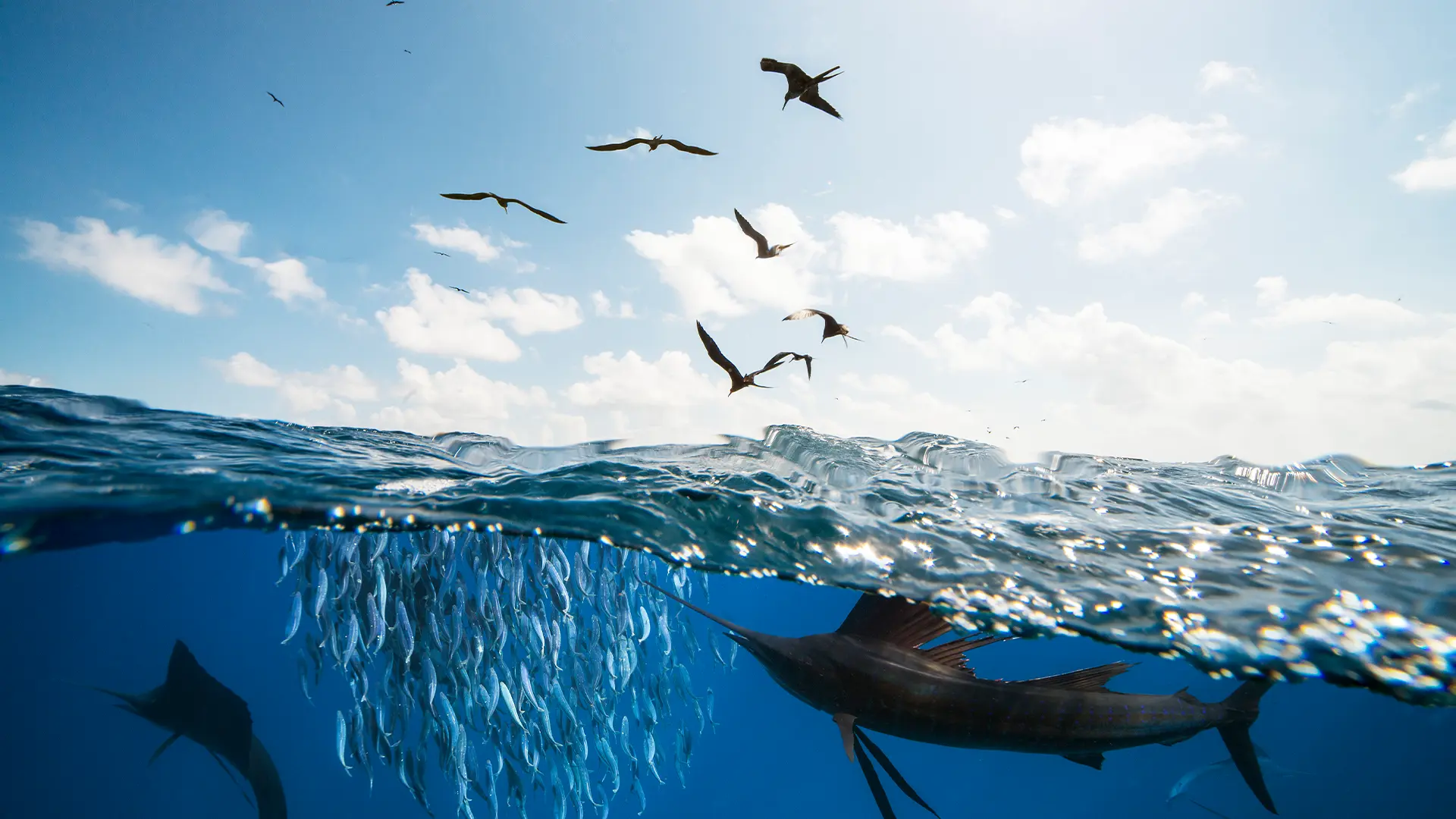 “Cycle” CSR Project - Walther Kranz